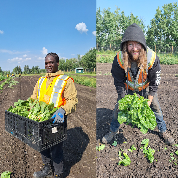 Edmonton’s Food Bank's Sustainable City Farms Experience | Edmonton's ...